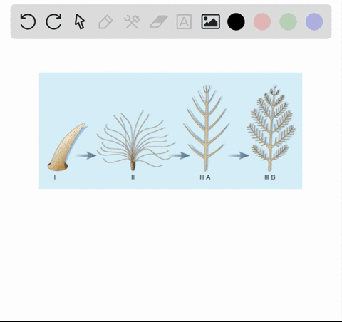 SOLVED:The evolutionary conversion of reptilian scales into feathers is ...