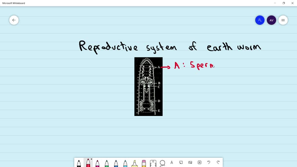 Solved In The Given Diagram Of The Reproductive System Of Earthworm