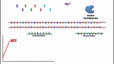 SOLVED:What is the purpose and benefit of the polymerase chain reaction?