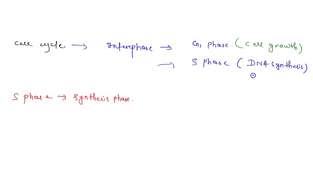 SOLVED:The term S phase refers to (a) DNA synthesis during interphase ...