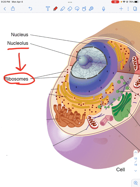 What role do the following cellular components play in the storage ...