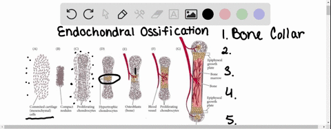 SOLVED:Describe in proper sequence the events of endochondral ...