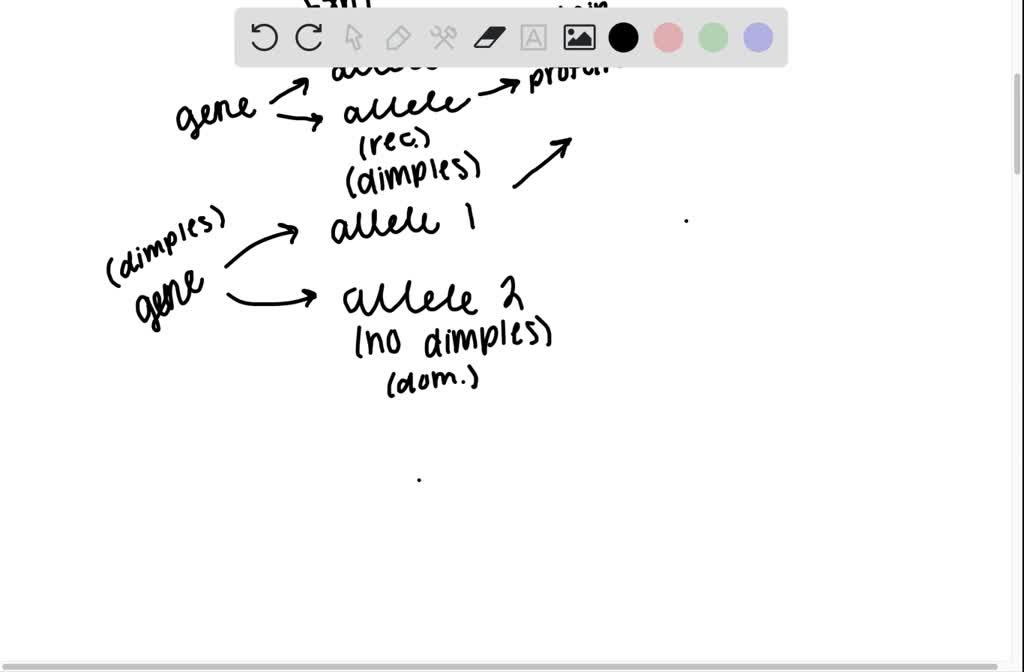 SOLVED Given The Relationship Between Genes Alleles And Proteins How SOLVED Given The Relationship Between Genes Alleles And Proteins How