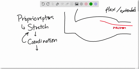 SOLVED: Examples of proprioceptors that monitor the position of joints ...