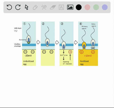 SOLVED:External fertilization provides a male with relative certainty ...