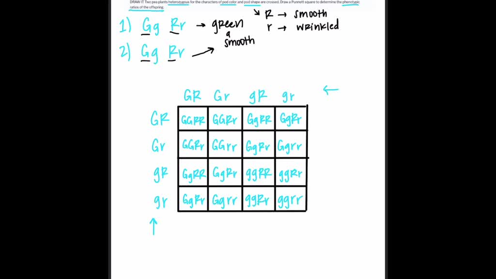 Use the given fictional genes of different colors to predict the ...