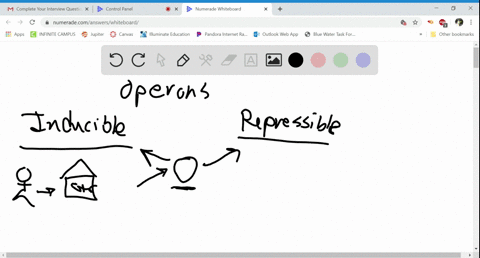 What is the difference between a repressible and an inducible operon ...