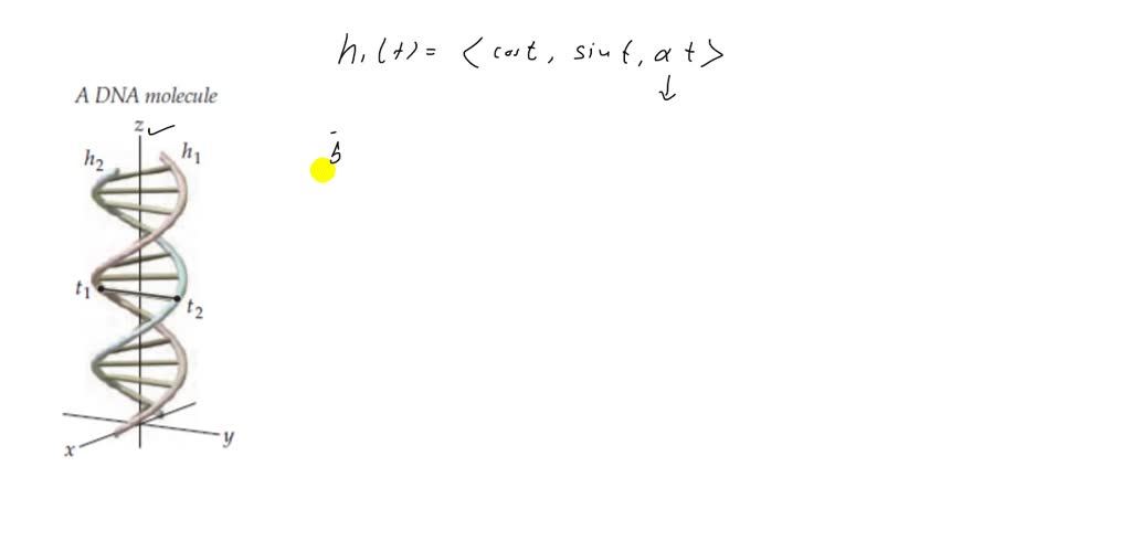 SOLVED:DNA is capable of forming complex helical structures. An unusual ...