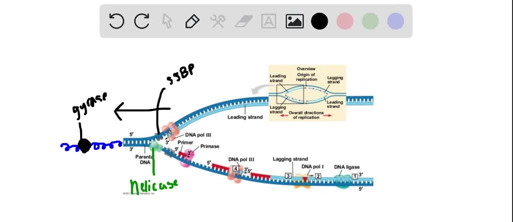 SOLVED:Outline the current model for DNA synthesis.