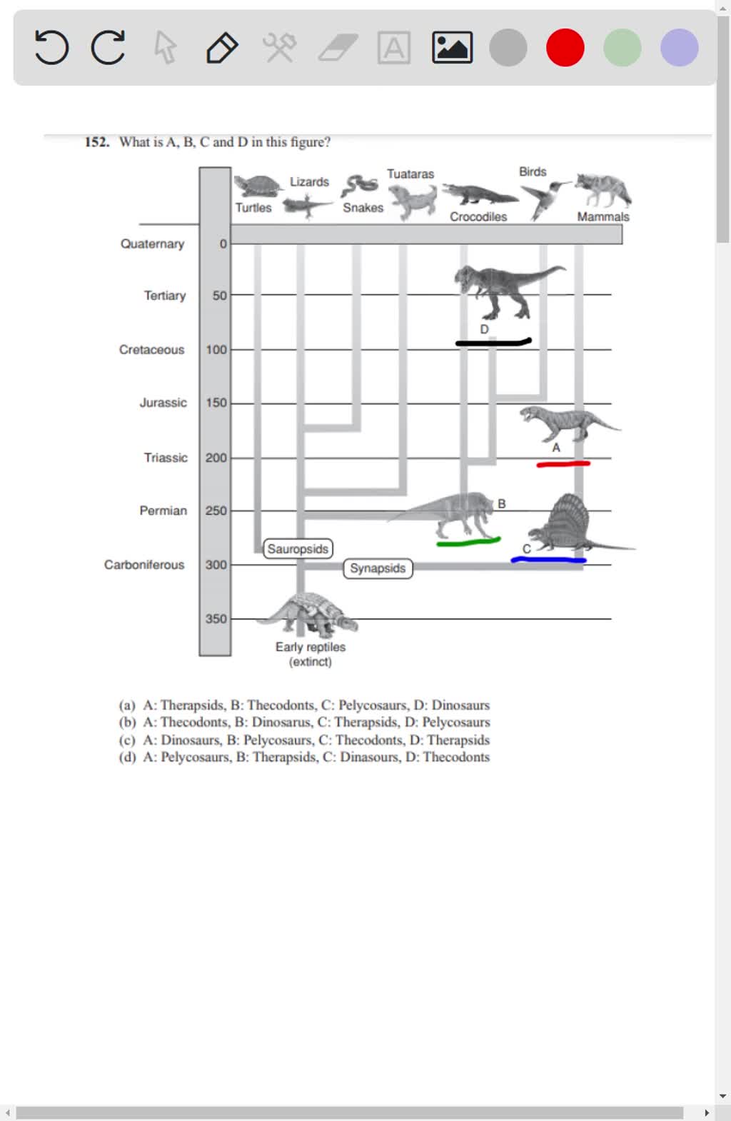 SOLVED:What is A, B, C and D in this figure? (a) A: Therapsids, B ...