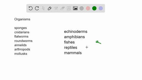 SOLVED:Match the organisms with the appropriate description. sponges ...