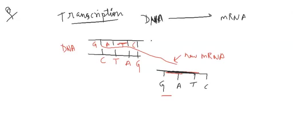 SOLVED:Explain why the terms transcription and translation are ...