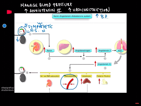 ⏩SOLVED:What is the relationship between renin and aldosterone?… | Numerade