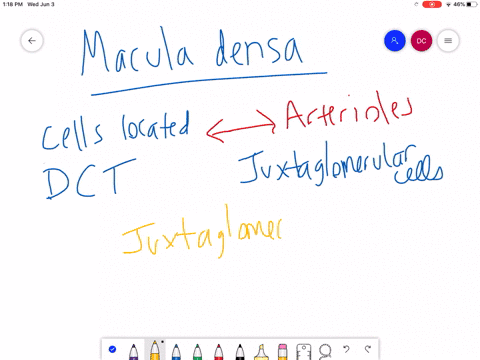 SOLVED:The macula densa is/are: a. present in the renal medulla. b ...
