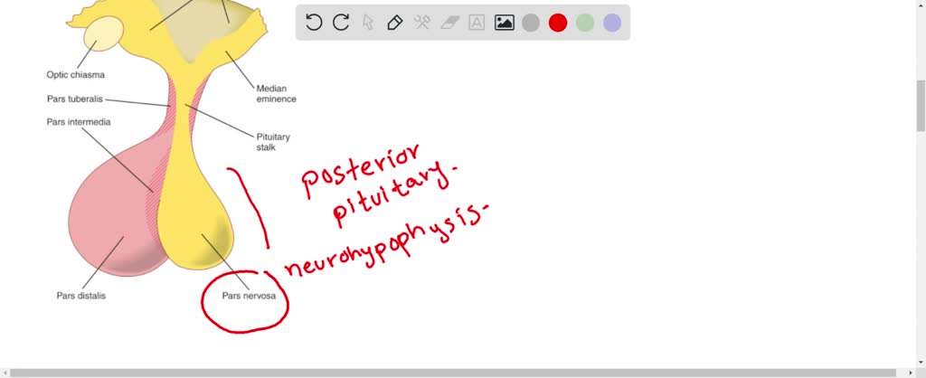 SOLVED:Neurohypophysis consist of (a) Pars distalis (b) Pars intermedia ...