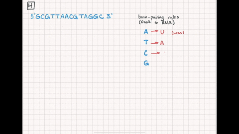 ⏩SOLVED:By convention, biologists write the sequence of bases in RNA… | Numerade