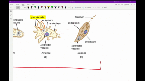 ⏩SOLVED:Critical Thinking The protist shown has which of the… | Numerade