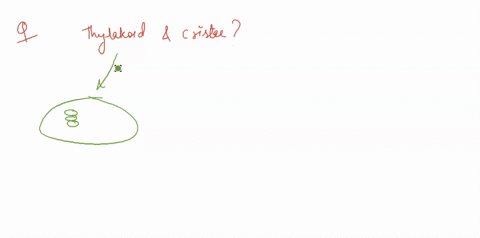 SOLVED:Which organelle contains both thylakoids and cristae? a ...