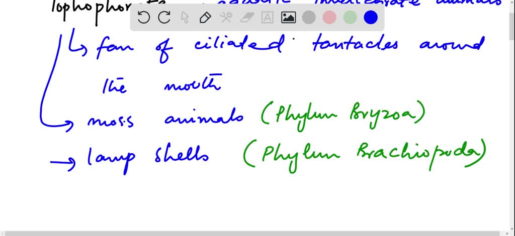 Placozoans and members of phylum Labyrinthomorpha are both seemingly ...