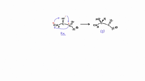 SOLVED:Biological reduction of pyruvic acid, catalyzed by the enzyme ...