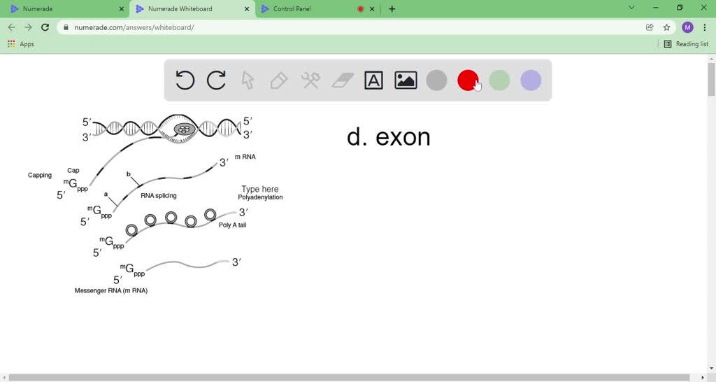 SOLVED:What is indicated by 'a' in the figure? (a) Extron (b) Intron (c ...