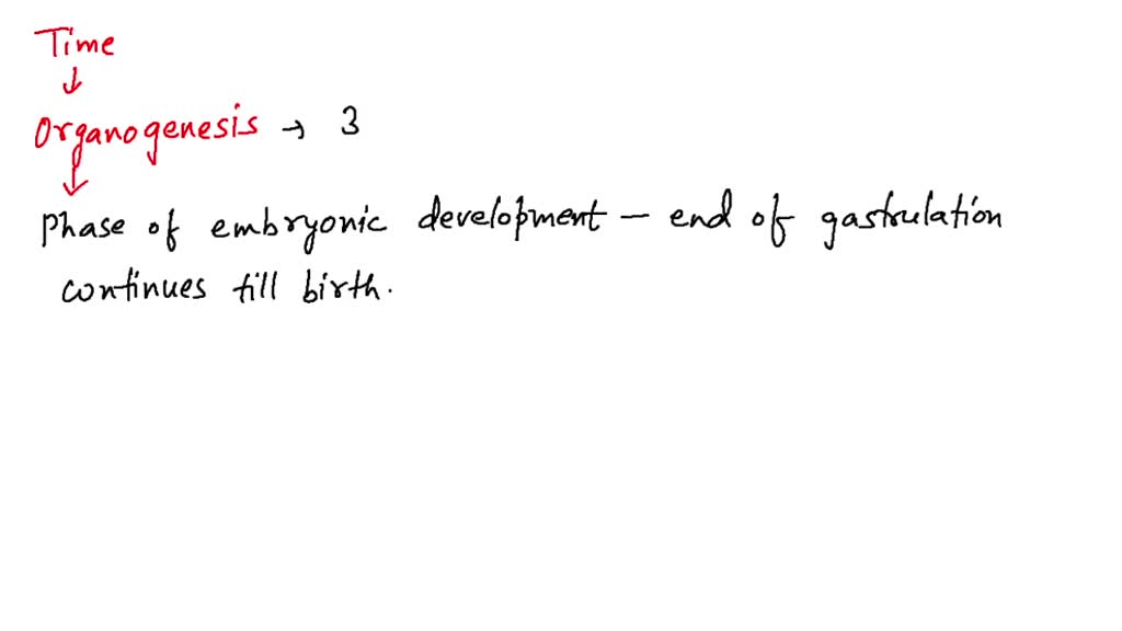 At what time during human pregnancy does organogenesis occur? | Numerade