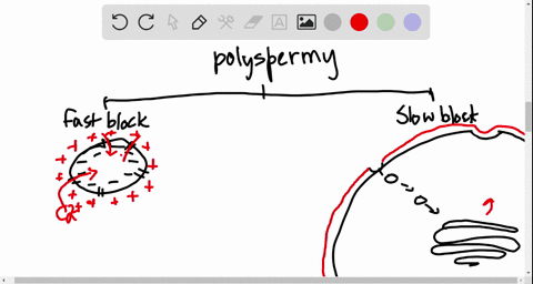 How are the vitelline envelope of sea urchins and the zona pellucida of ...