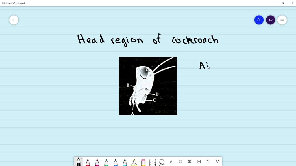 The given figure represents head region of cockroach. In which one of ...