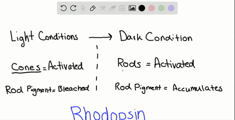 SOLVED:The phenomenon of dark adaptation is best explained by the fact ...