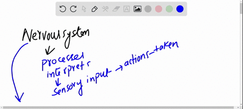 SOLVED:The functions of the structure shown include . a. sensory ...