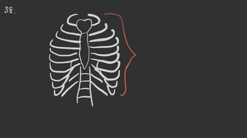 SOLVED:Define the parts and functions of the thoracic cage.