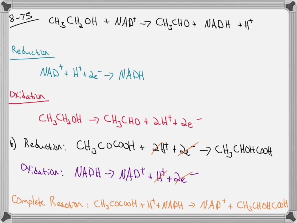 SOLVED:The enzyme alcohol dehydrogenase catalyzes the oxidation of ...