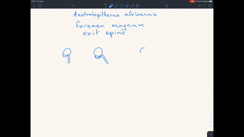 SOLVED:The foramen magnum in Australopithecus africanus is closer to ...