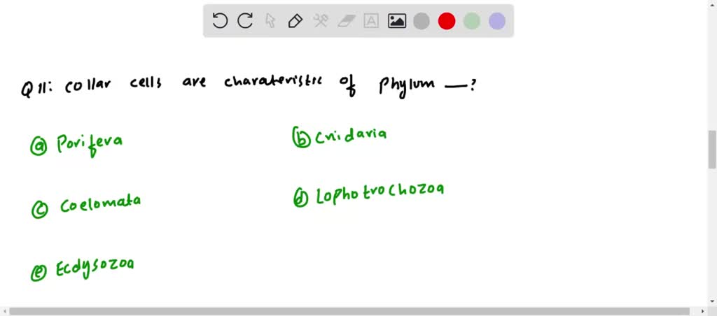 ⏩SOLVED:Collar cells (choanocytes) are characteristic of phylum (a ...
