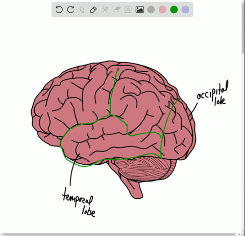 SOLVED:Draw the brain, label the lobes, and describe their primary ...