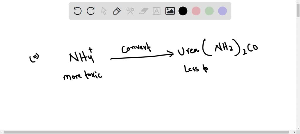 SOLVED:Why does the body convert NH4^+to urea for excretion?