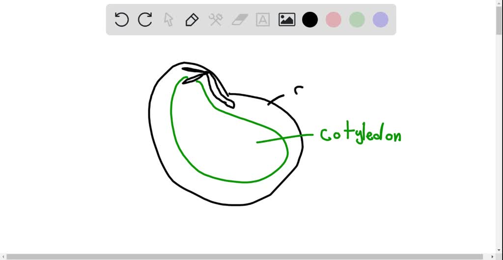 SOLVED:Figure 32.20 What is the function of the cotyledon? a. It ...