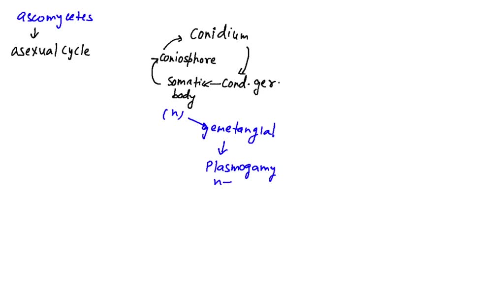 SOLVED: Using the initiator and generator shown, draw the next two stages of the iterated ...