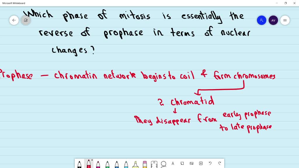 SOLVED:Which phase of mitosis is essentially the reverse of prophase in ...