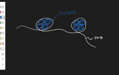 SOLVED:The DNA of prokaryotes is structured into (a) scattered ...