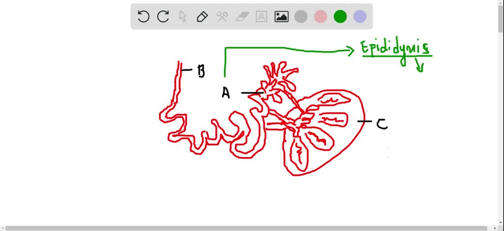 SOLVED Use The Diagram Below To Answer ions IMAGE CANNOT COPY 