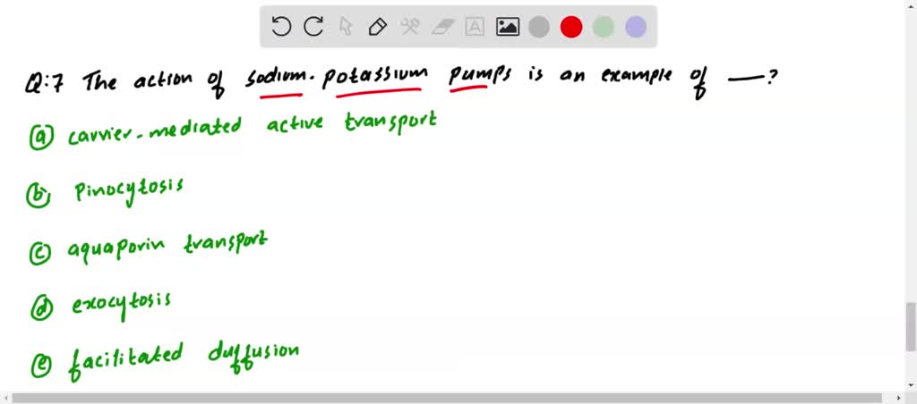 The sodium/calcium exchanger (NCX) transports sodium into and calcium ...