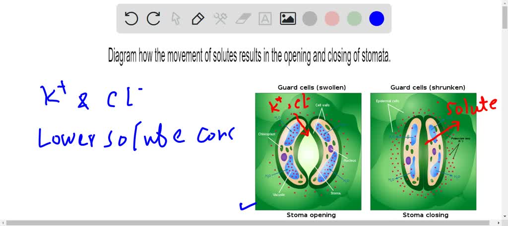 SOLVED:Diagram how the movement of solutes results in the opening and ...