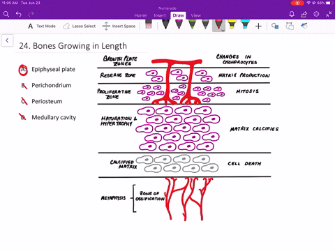 SOLVED:The area of a bone where the nutrient foramen passes forms what ...