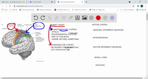 SOLVED:What is the mind-body problem? Why do we say that demonstrating ...