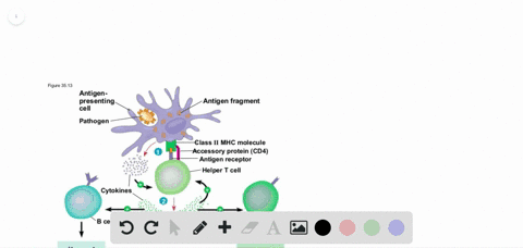 The Immune System | Biology for AP Courses | Nume…