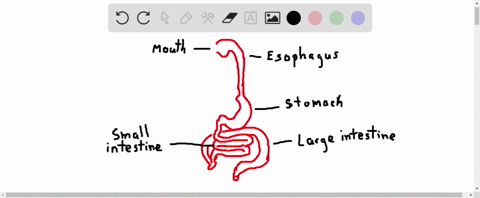 SOLVED:Protein digestion begins in the . a. mouth b. stomach c. small ...