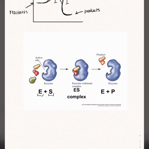 SOLVED:If an enzyme in solution is saturated with substrate, the most effective way to obtain a ...
