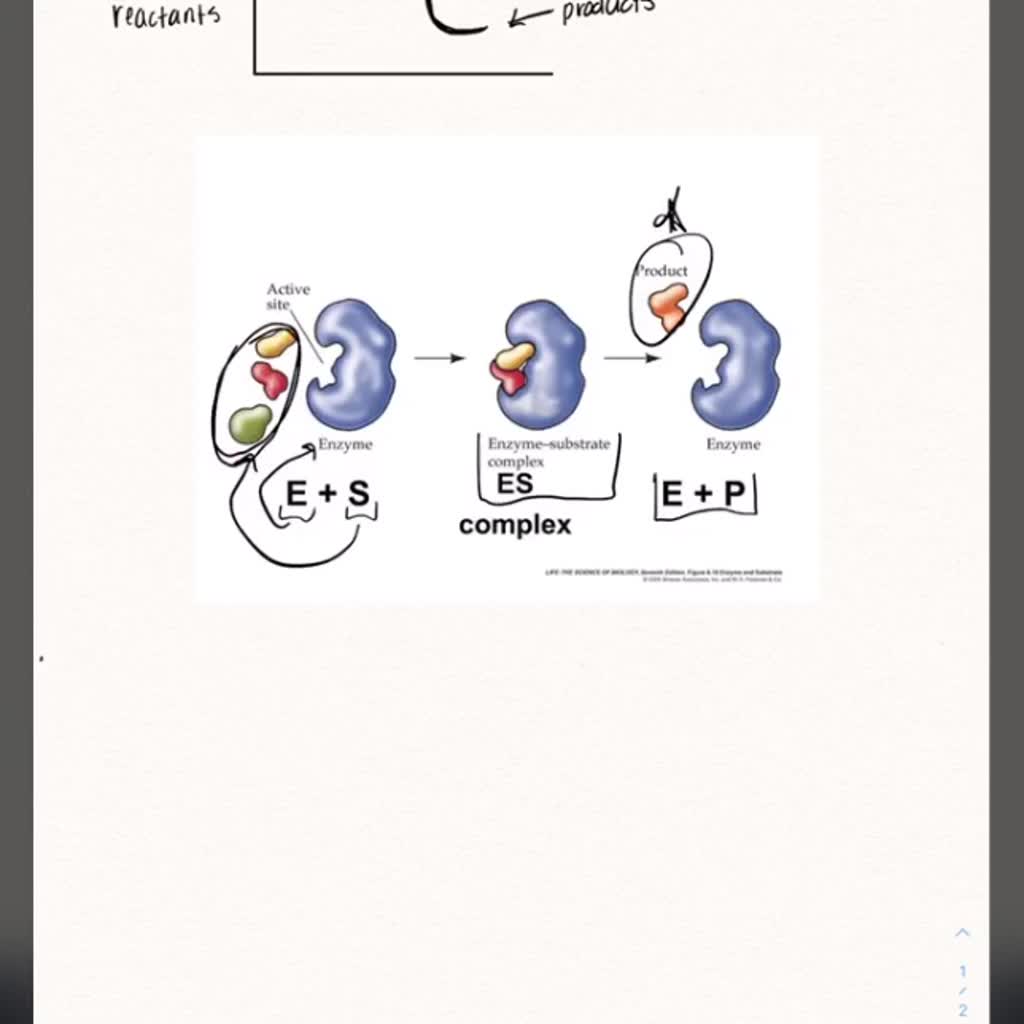 SOLVED:If an enzyme in solution is saturated with substrate, the most effective way to obtain a ...
