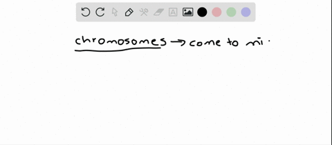 SOLVED:The chromosomes align at the midpoint of the spindle during . a ...